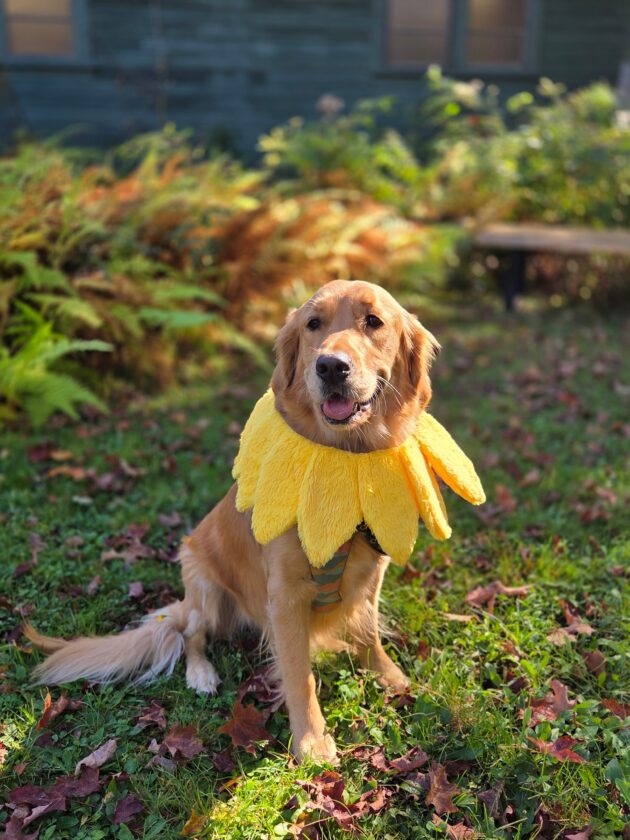 Ashville Library Expanding Christmas Celebrations | News, Sports, Jobs ...